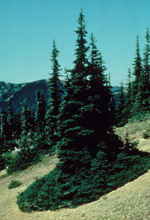 Subalpine Forests - Olympic National Park (U.S. National Park Service)