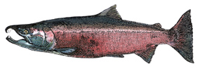 Coho Salmon - Olympic National Park (U.S. National Park Service)