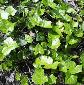 English Ivy - Olympic National Park (U.S. National Park Service)