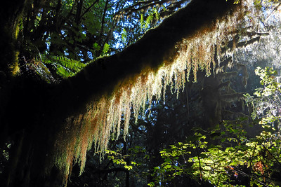 Mosses - Olympic National Park (U.S. National Park Service)