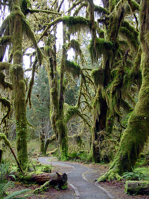 Mosses - Olympic National Park (U.S. National Park Service)