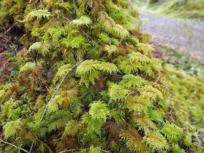 Mosses - Olympic National Park (U.S. National Park Service)