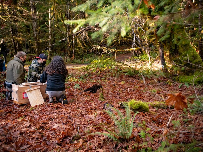 Instagram Links: Archive - Olympic National Park (U.S. National Park ...