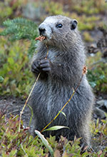 2015 Marmot Monitoring Results - Olympic National Park (U.S. National ...