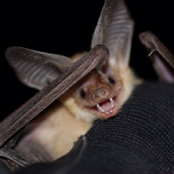 Natural Features & Ecosystems - Oregon Caves National Monument ...