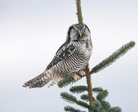 Focused Condition Assessment Guidance - Science (U.S. National Park ...