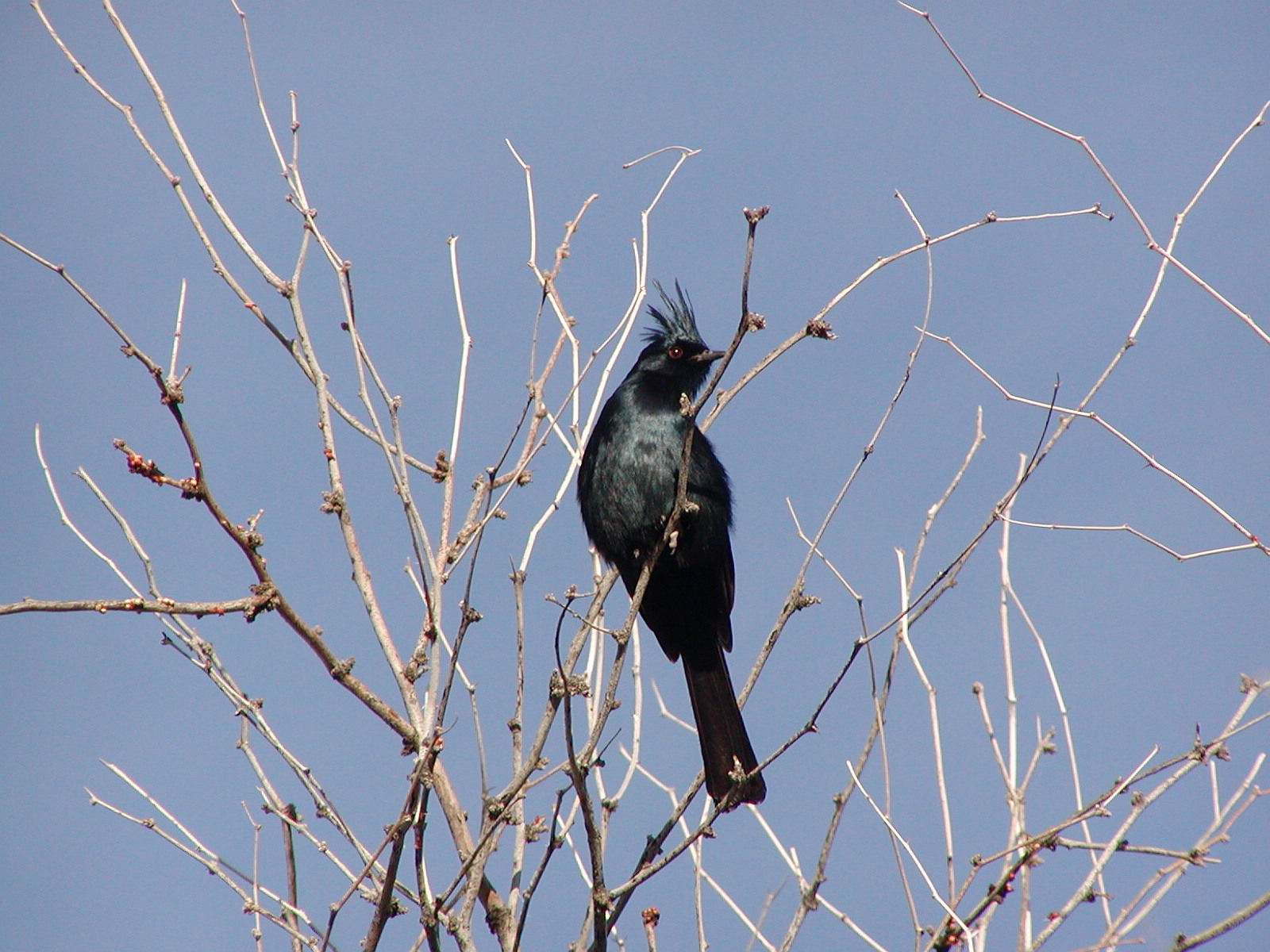 Aliante Loop Self-Guided Tour - Tule Springs Fossil Beds National ...