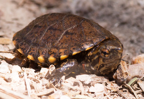 Turtles and Tortoises - Organ Pipe Cactus National Monument (U.S ...