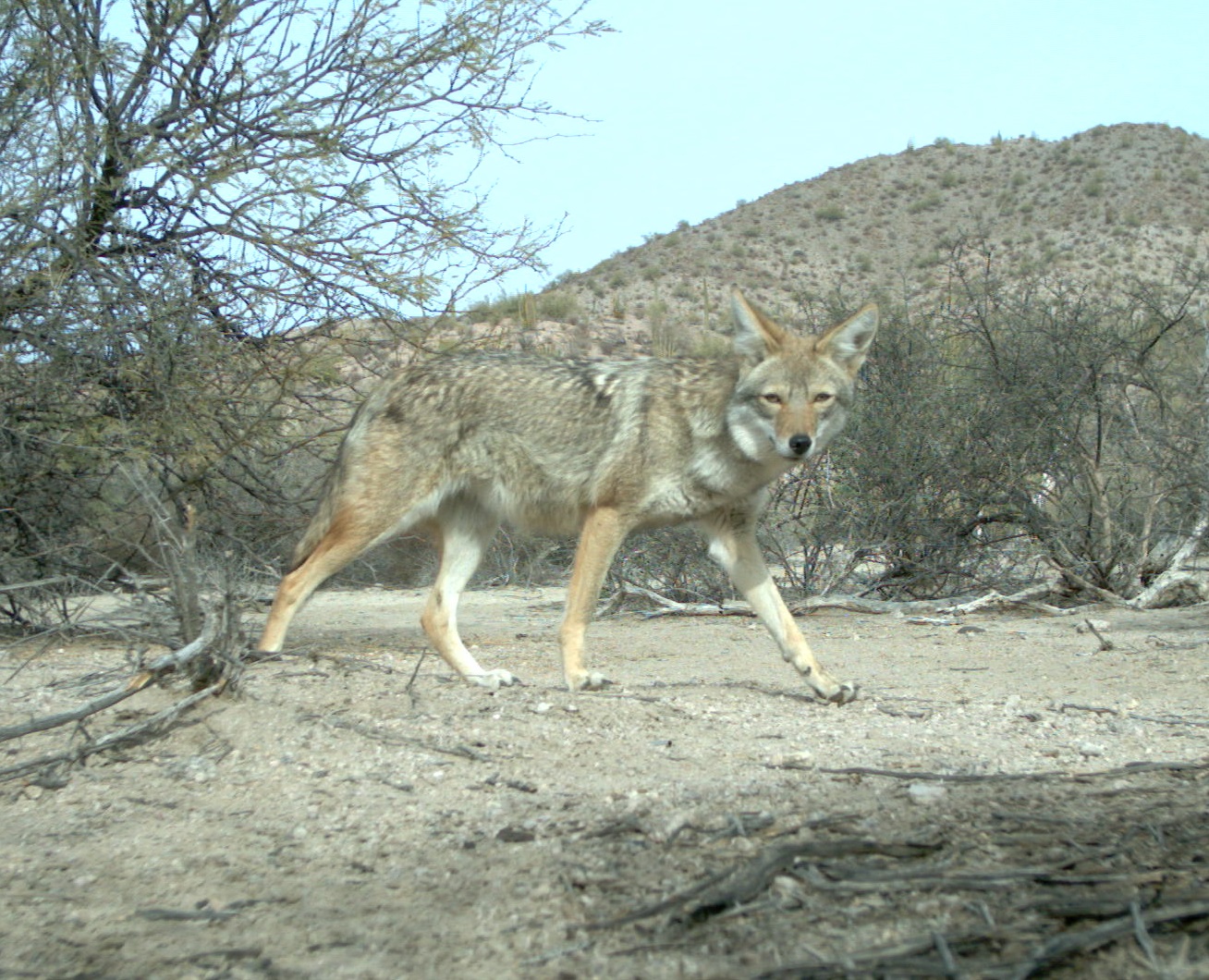 Canids and Felids - Organ Pipe Cactus National Monument (U.S. National ...