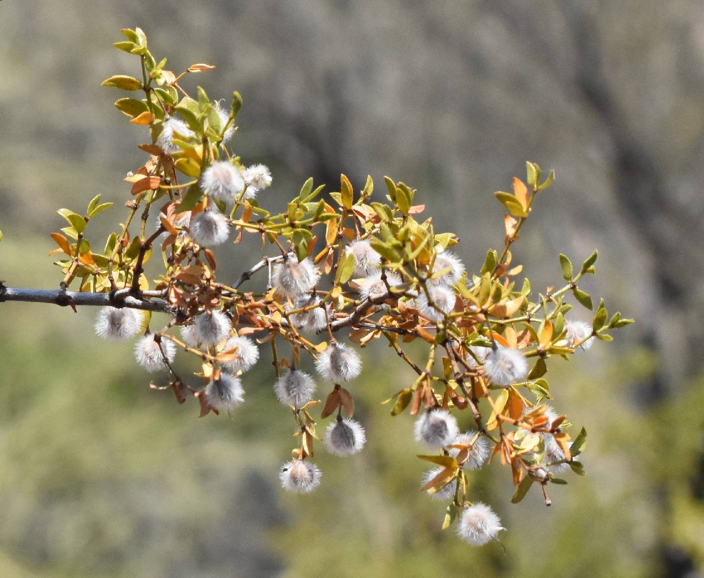 Trees and Shrubs - Organ Pipe Cactus National Monument (U.S. National ...