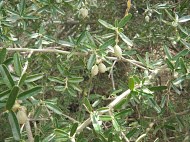 The GREEN Desert - Organ Pipe Cactus National Monument (U.S. National ...