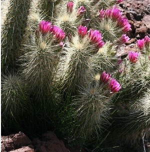 Cacti - Organ Pipe Cactus National Monument (U.S. National Park Service)