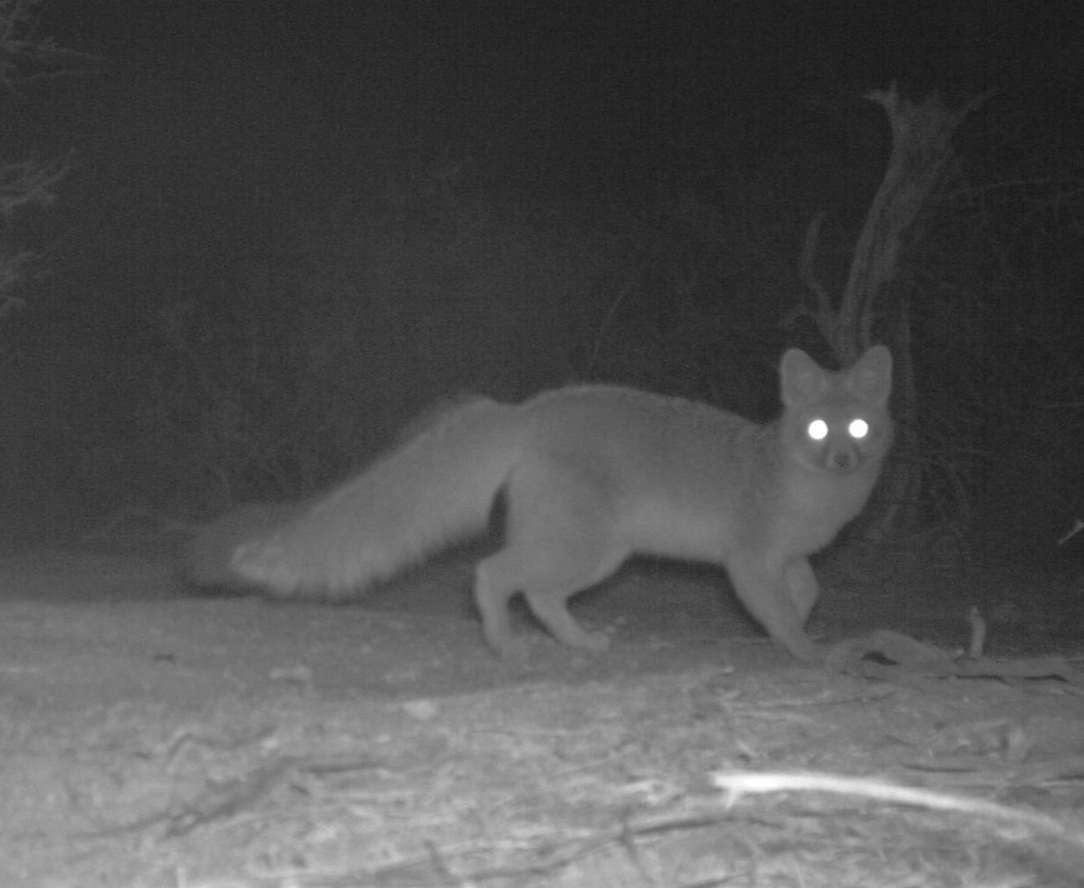 Canids and Felids - Organ Pipe Cactus National Monument (U.S. National ...