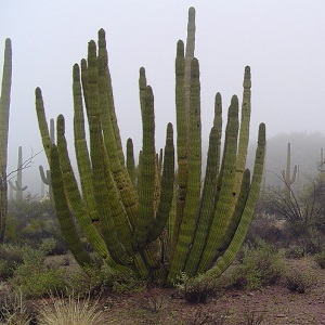 Cacti - Organ Pipe Cactus National Monument (U.S. National Park Service)