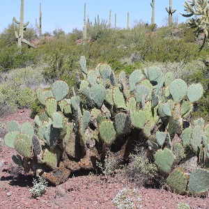 Cacti - Organ Pipe Cactus National Monument (U.S. National Park Service)