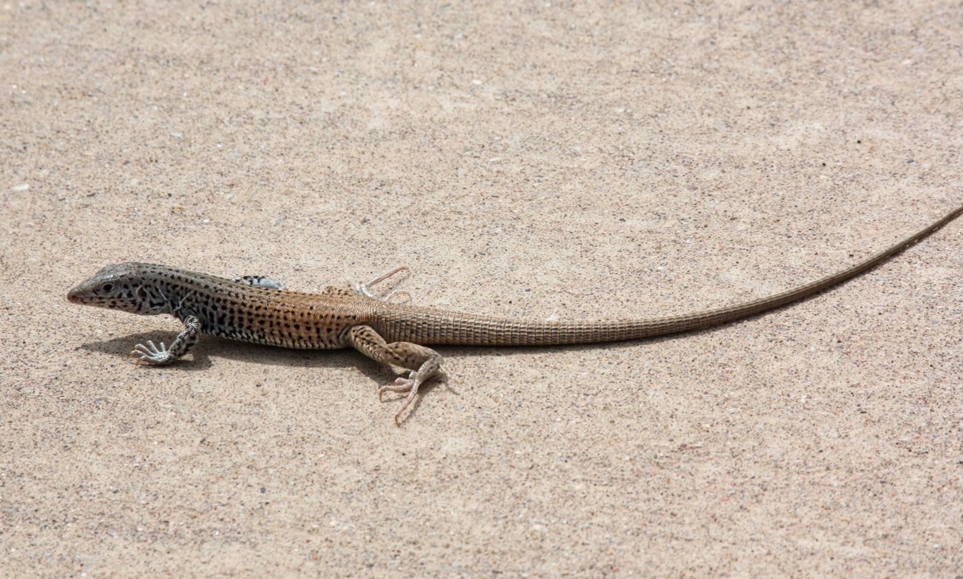 Lizards - Organ Pipe Cactus National Monument (U.S. National Park Service)