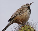 Birds - Organ Pipe Cactus National Monument (U.S. National Park Service)