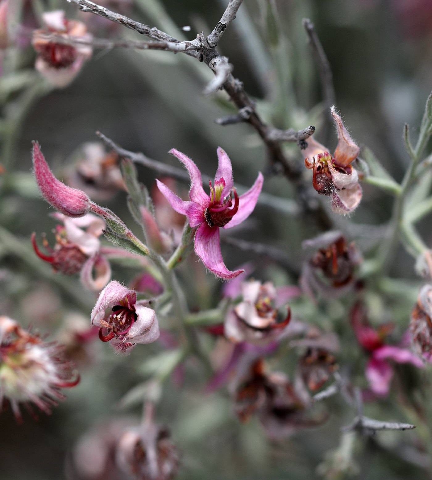 Trees and Shrubs - Organ Pipe Cactus National Monument (U.S. National ...