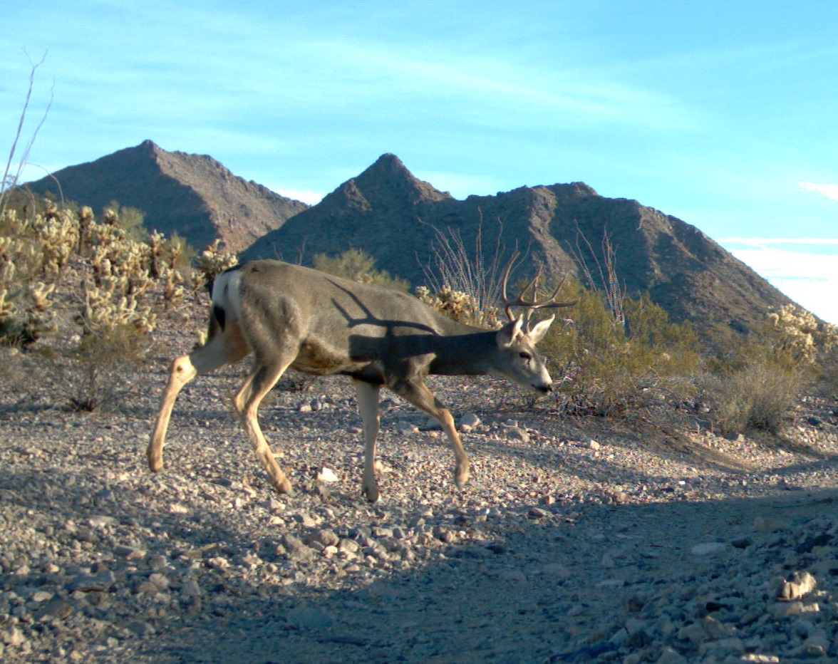 Hoofed Mammals - Organ Pipe Cactus National Monument (U.S. National ...