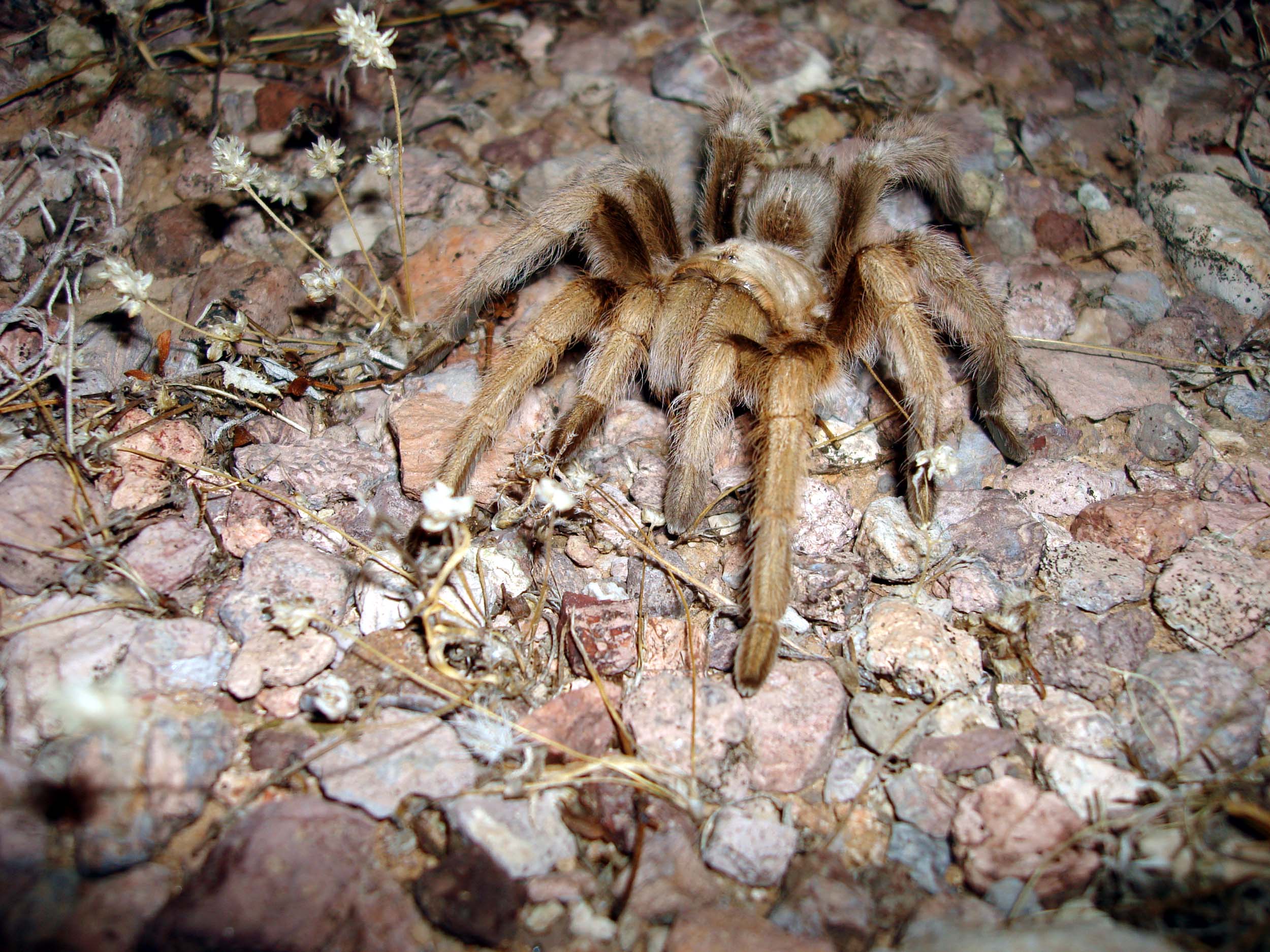 Giant Centipede Eating Tarantula