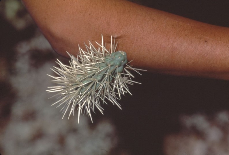 Teddy Bear Cholla Injury