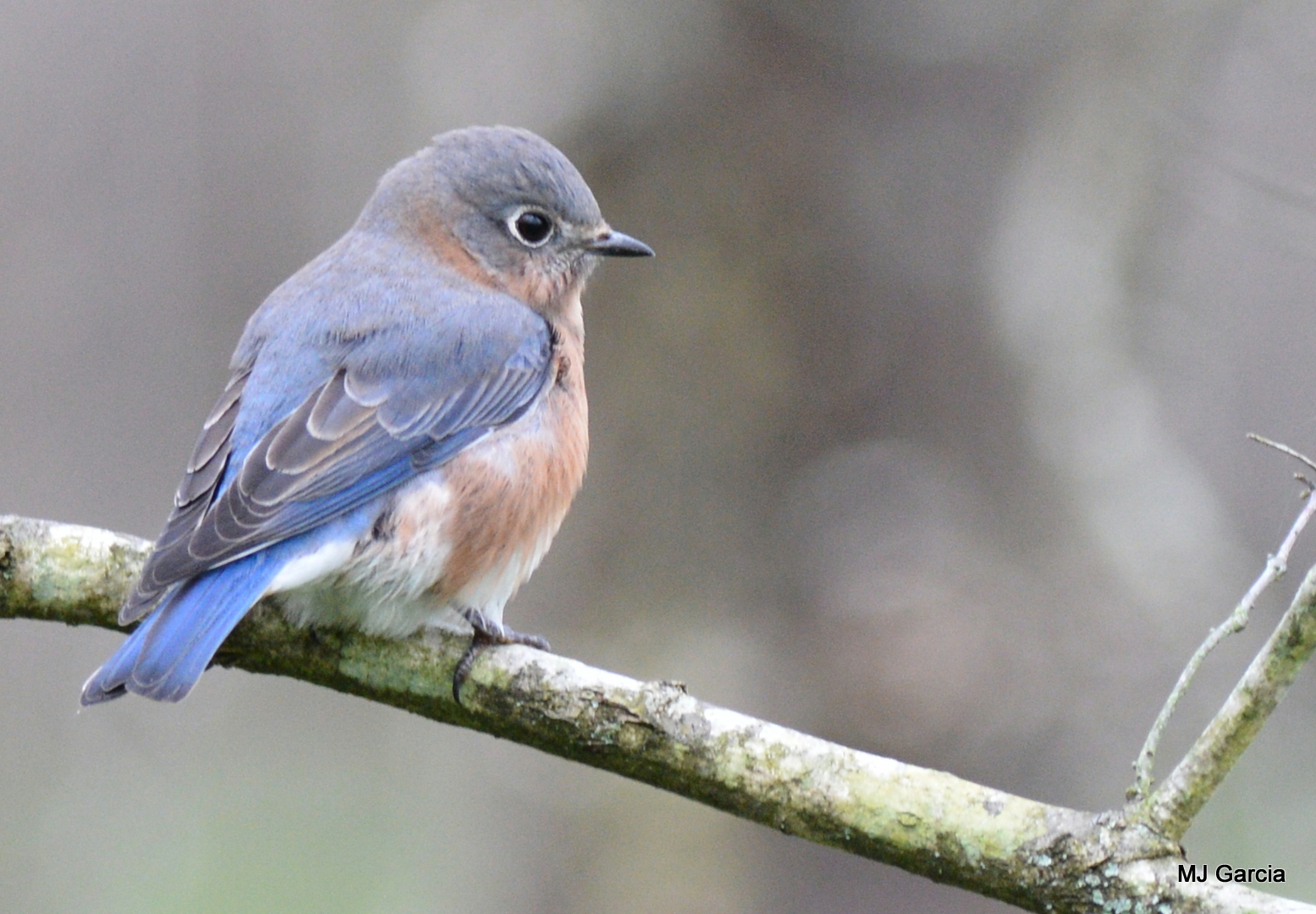 Birds - Oxon Cove Park & Oxon Hill Farm (U.S. National Park Service)