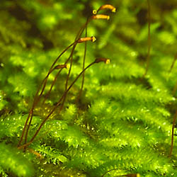 Examples Of Mosses