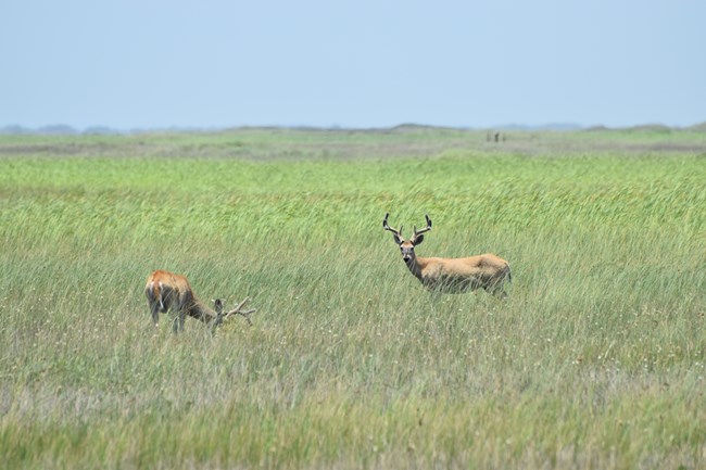 Viewing Park Wildlife - Padre Island National Seashore (U.S. National ...