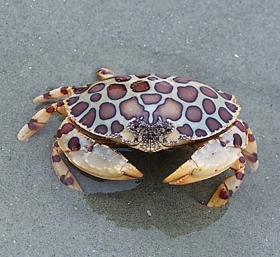 Calico Box Crab - Padre Island National Seashore (U.S. National Park ...