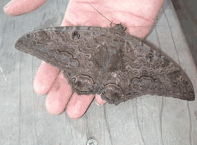 This is a Hornet Moth. A harmless moth which happens to do an excellent ...