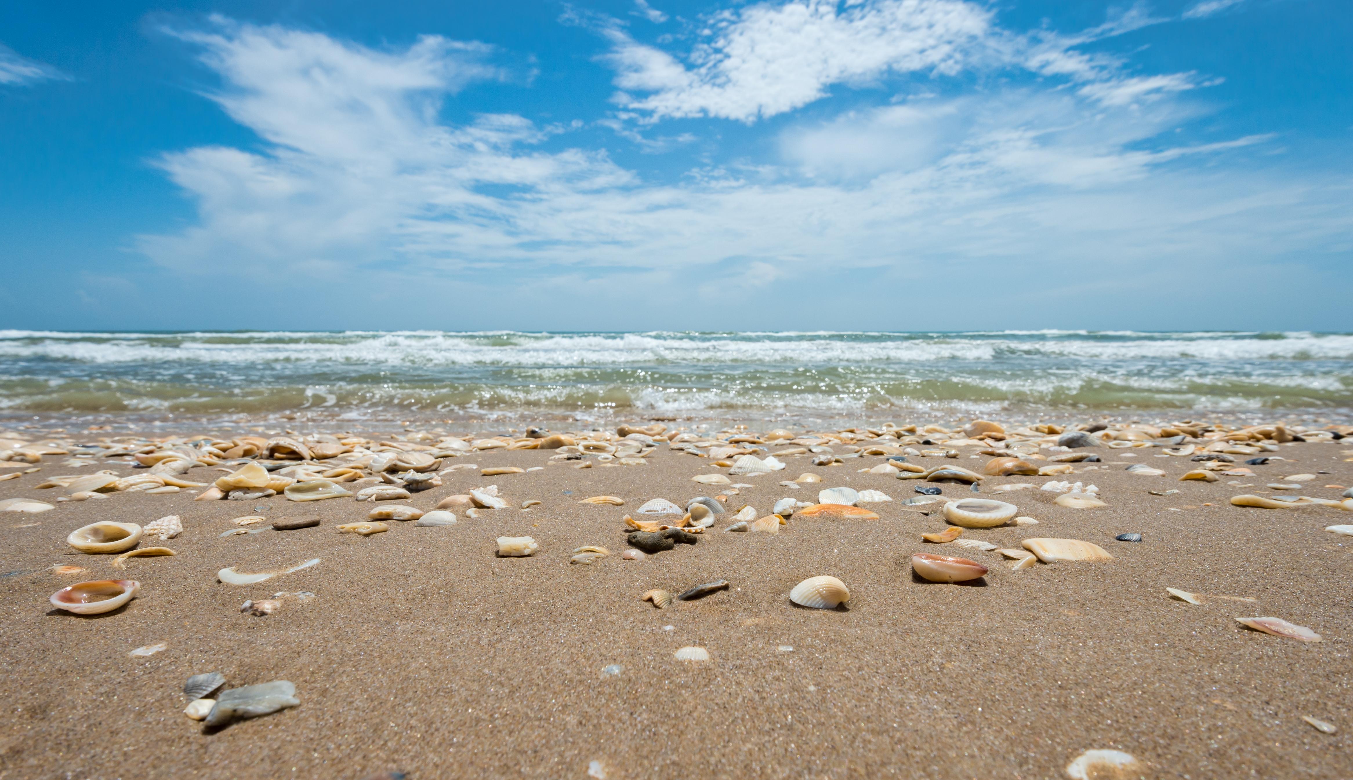 Beachcombing - Padre Island National Seashore (U.S. National Park Service)