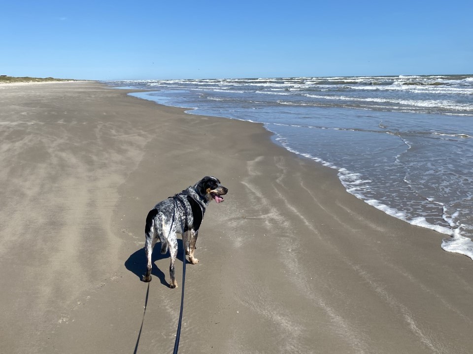Se Permiten Perros En Gulf Island Np