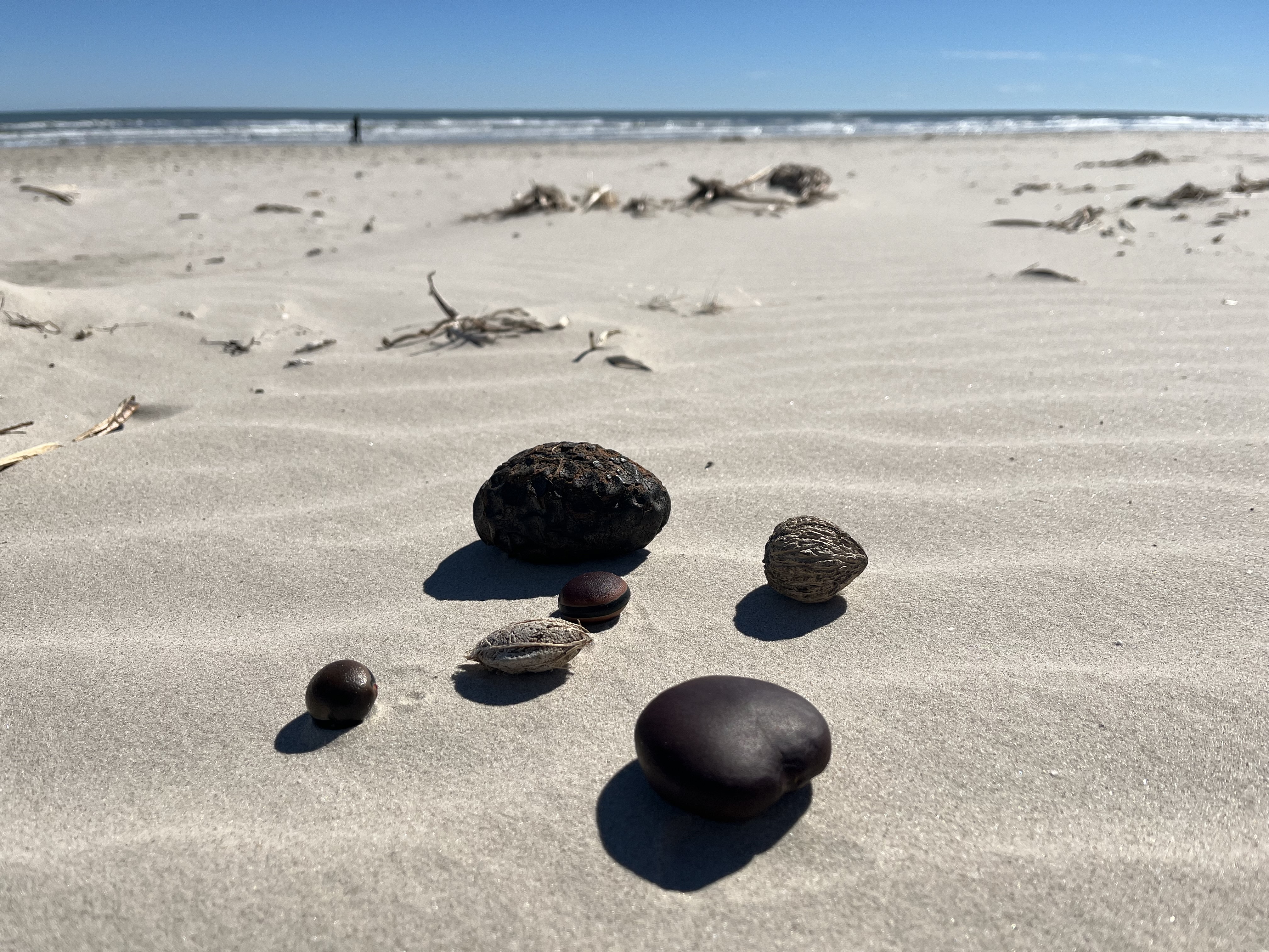 Beachcombing - Padre Island National Seashore (U.S. National Park Service)