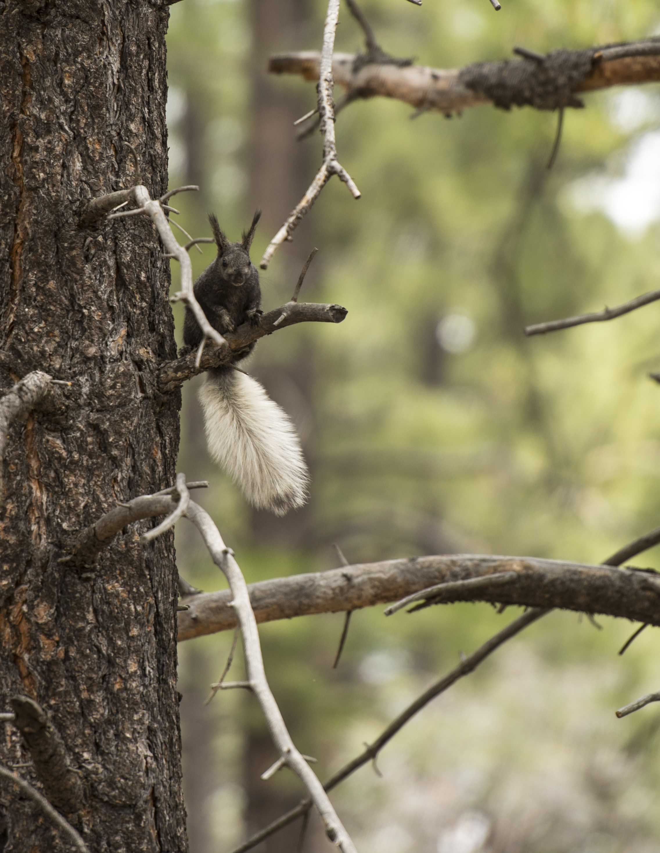 Kaibab Squirrel - Grand Canyon-Parashant National Monument (U.S ...