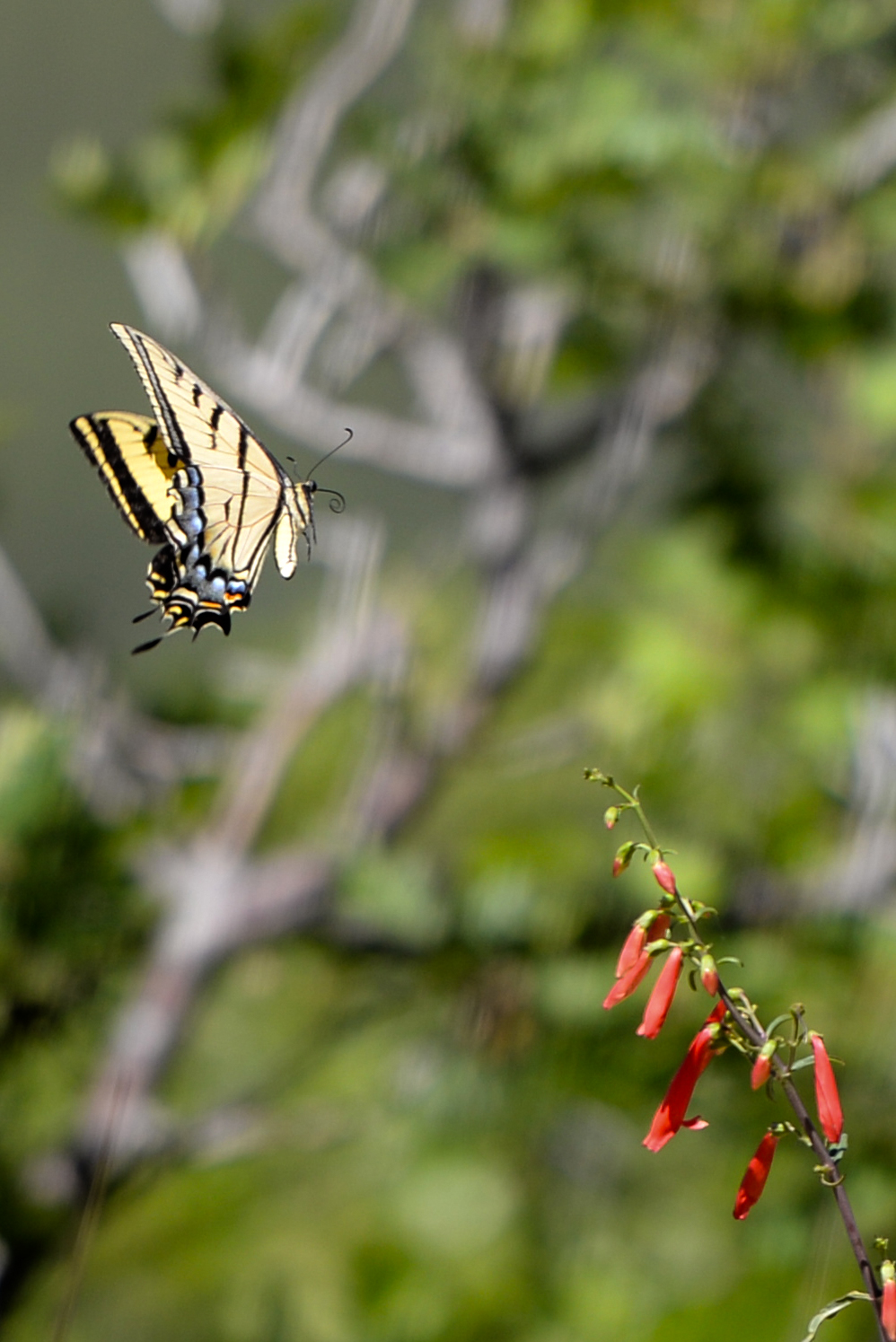two-tailed swallowtail butterfly - Grand Canyon-Parashant National ...