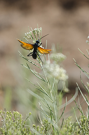 Tarantula Hawk Wasp - Grand Canyon-Parashant National Monument (U.S ...