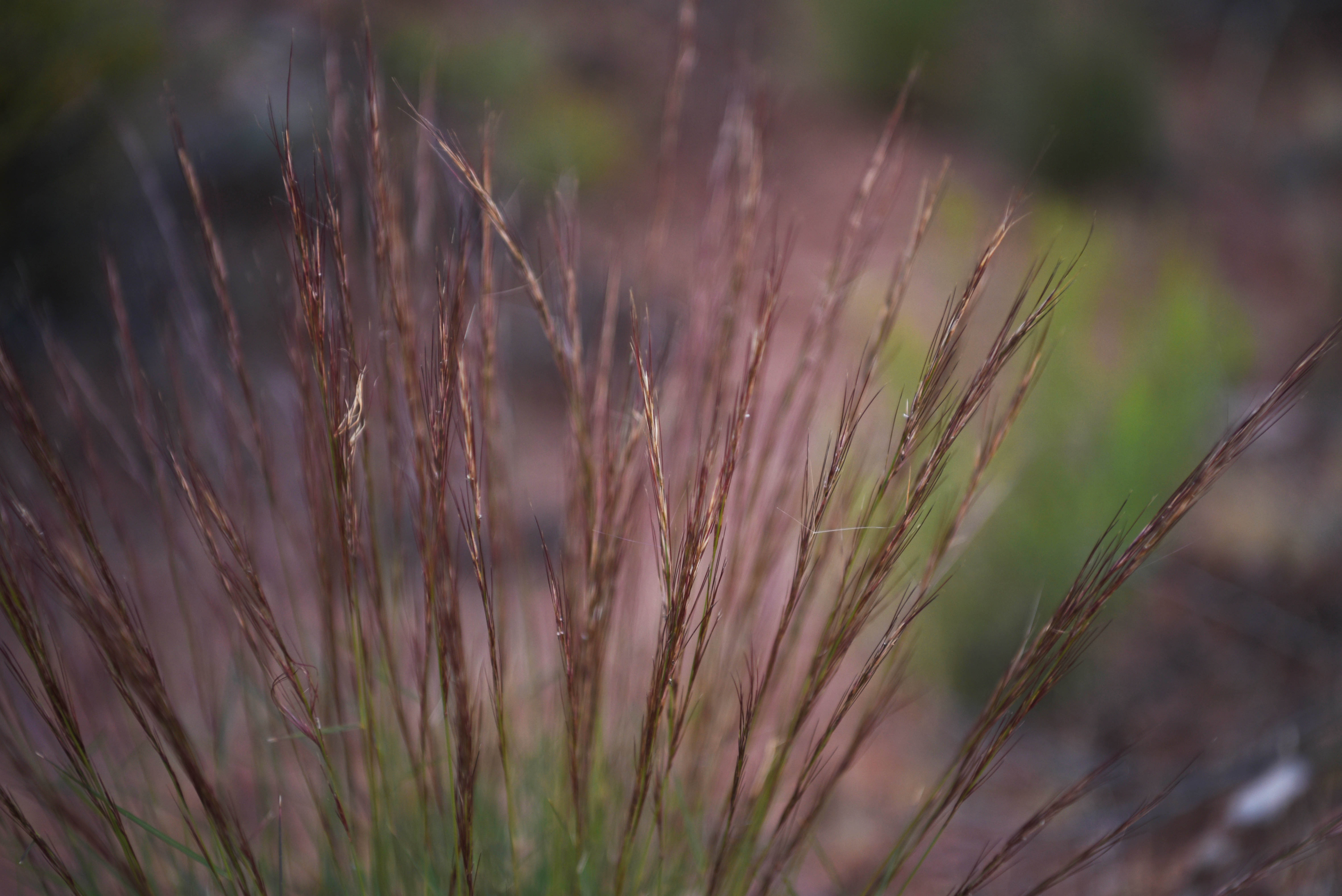 Purple Three-awn - Grand Canyon-Parashant National Monument (U.S ...