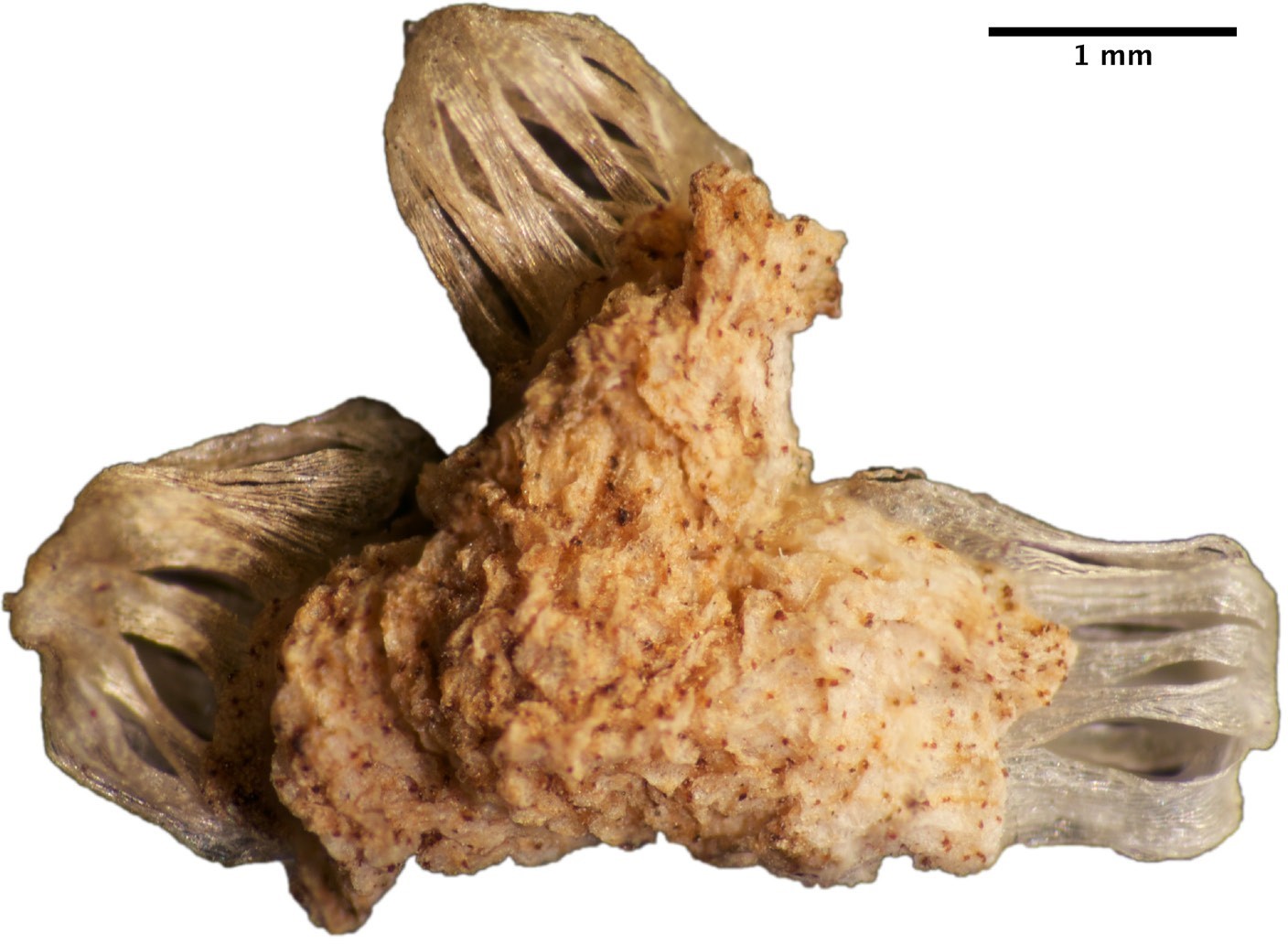 Asterella Californica - Grand Canyon-Parashant National Monument (U.S ...