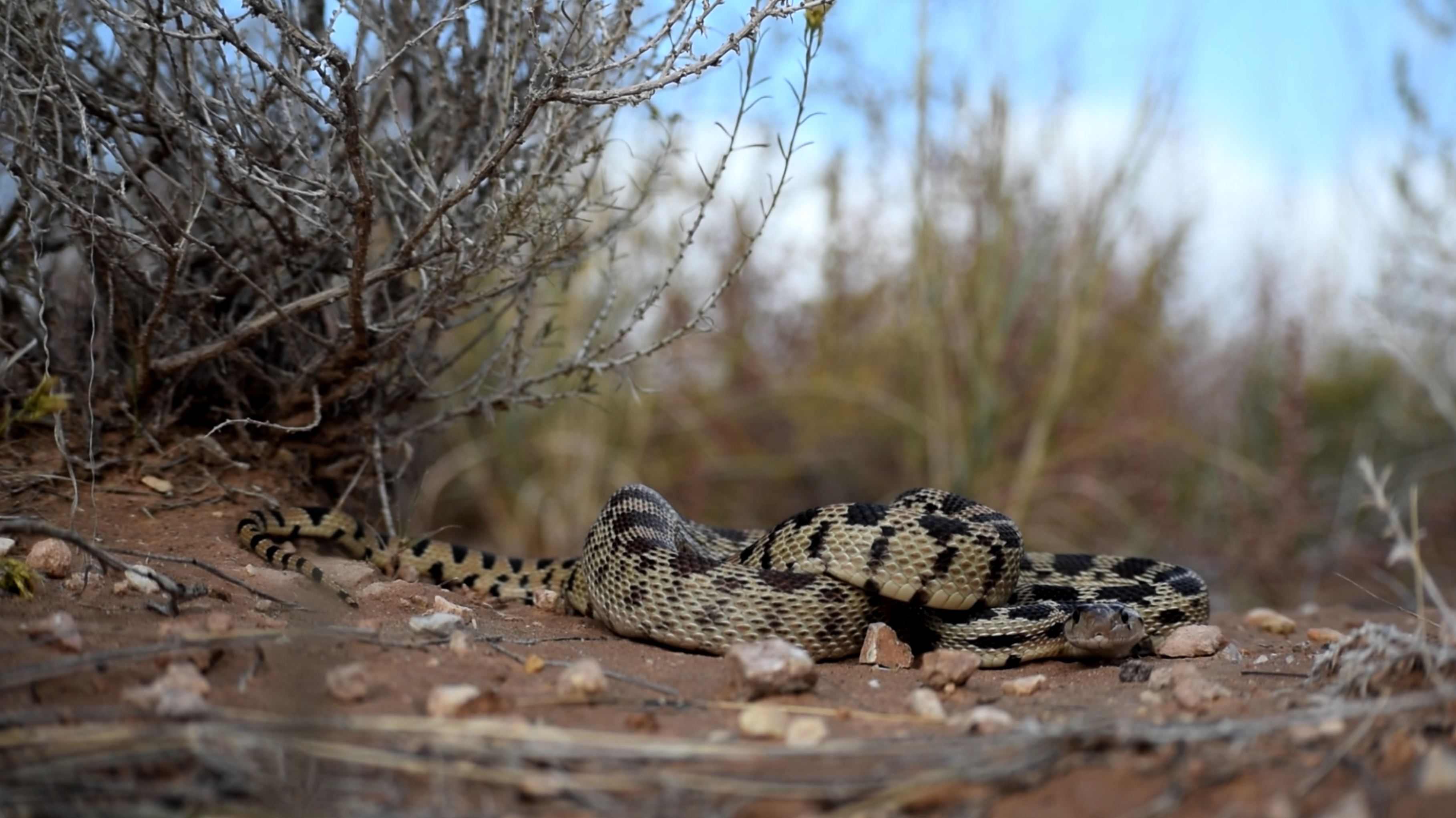 Gopher Snake - Grand Canyon-Parashant National Monument (U.S. National ...