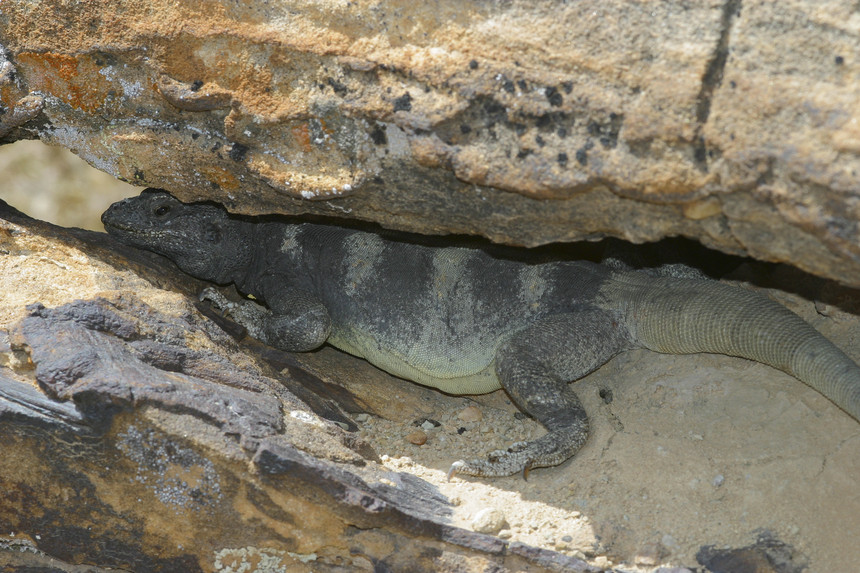 Common Chuckwalla - Grand Canyon-Parashant National Monument (U.S ...
