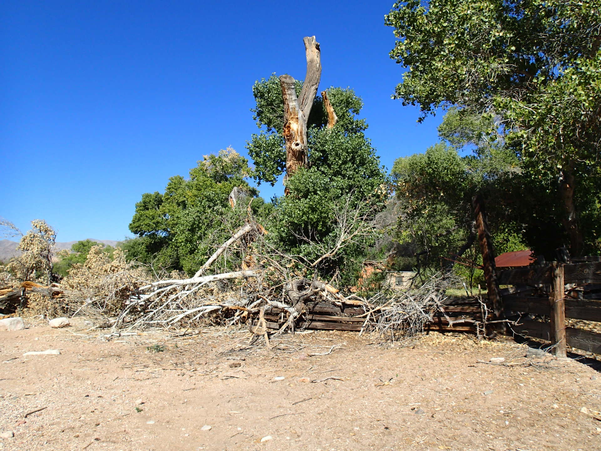 Tassi Ranch Hazardous Tree Removal - Grand Canyon-Parashant National ...