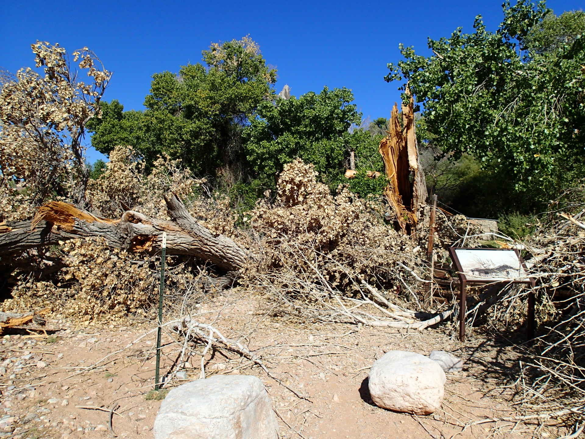 Tassi Ranch Hazardous Tree Removal - Grand Canyon-Parashant National ...