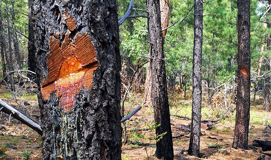 Mt. Trumbull Summit Trail - Grand Canyon-Parashant National Monument (U ...