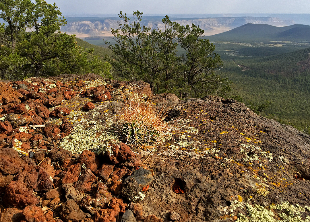 Mt. Trumbull Summit Trail - Grand Canyon-Parashant National Monument (U ...