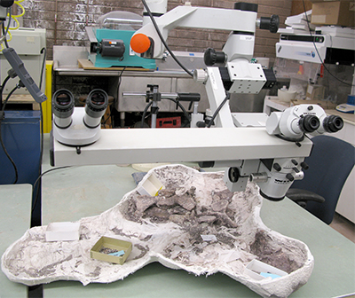 Research Activities - Petrified Forest National Park (U.S. National ...