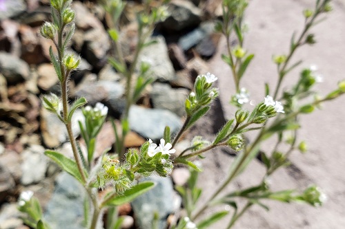 White to Green Wildflower Guide - Petrified Forest National Park (U.S ...