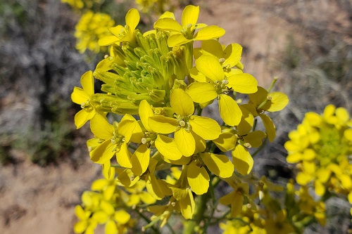Yellow Wildflower Guide - Petrified Forest National Park (U.S. National ...