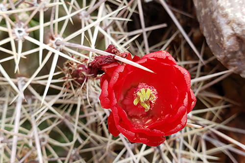 Cacti / Desert Succulents - Petrified Forest National Park (U.S ...