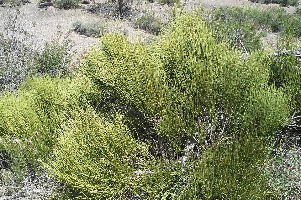 Mormon tea (Ephedra viridis) - Petrified Forest National Park (U.S ...
