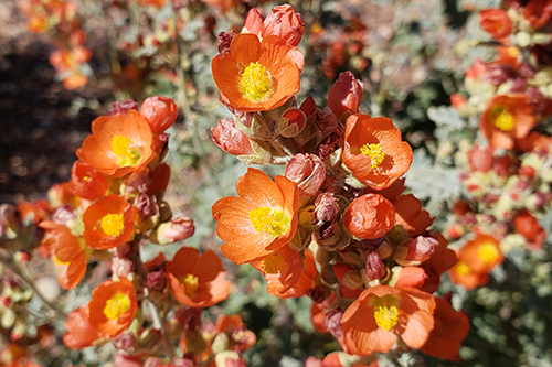 Orange to Red Wildflower Guide - Petrified Forest National Park (U.S ...